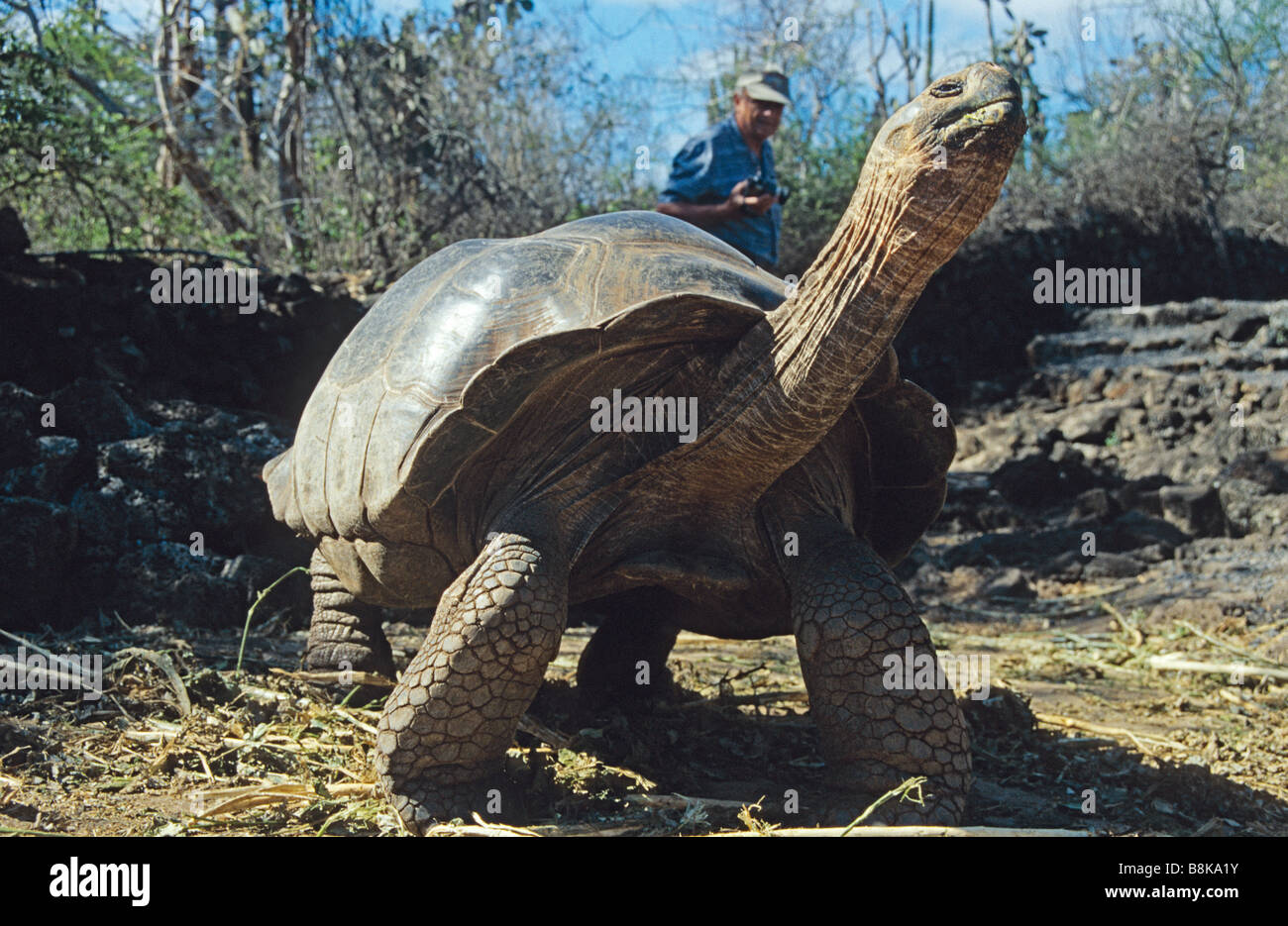 Geochelone elephantopus nigra giant tortoise, Ecuador Galapagos Stock ...