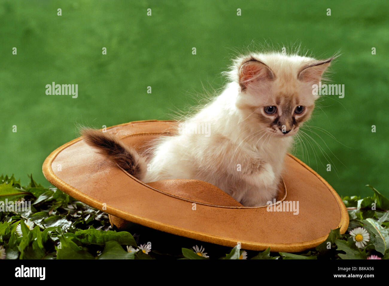 Domestic Cat (Felis catus, Felis silvestris), breed: Birman, kitten ...