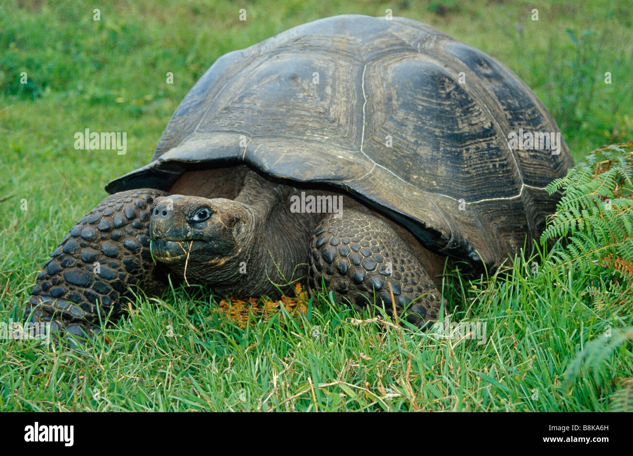 Geochelone elephantopus nigra giant tortoise, Ecuador Galapagos Stock ...