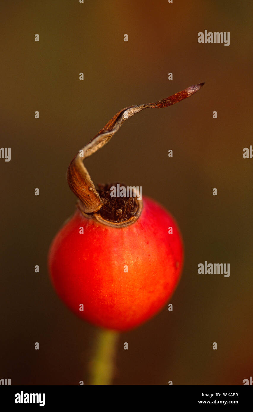 Rose hip bird hi-res stock photography and images - Alamy