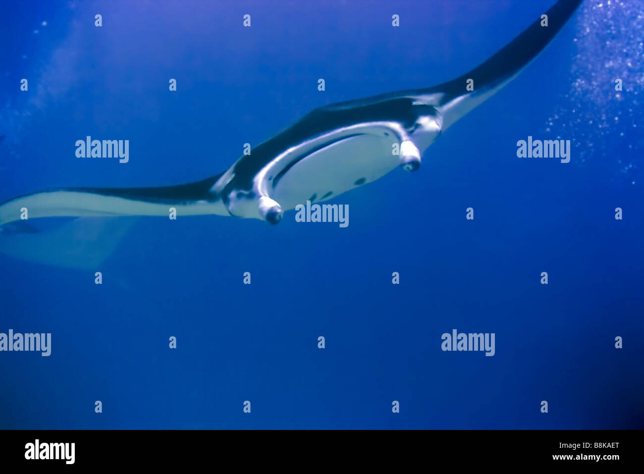 Manta ray Maldives Indian ocean Addu atoll Stock Photo - Alamy