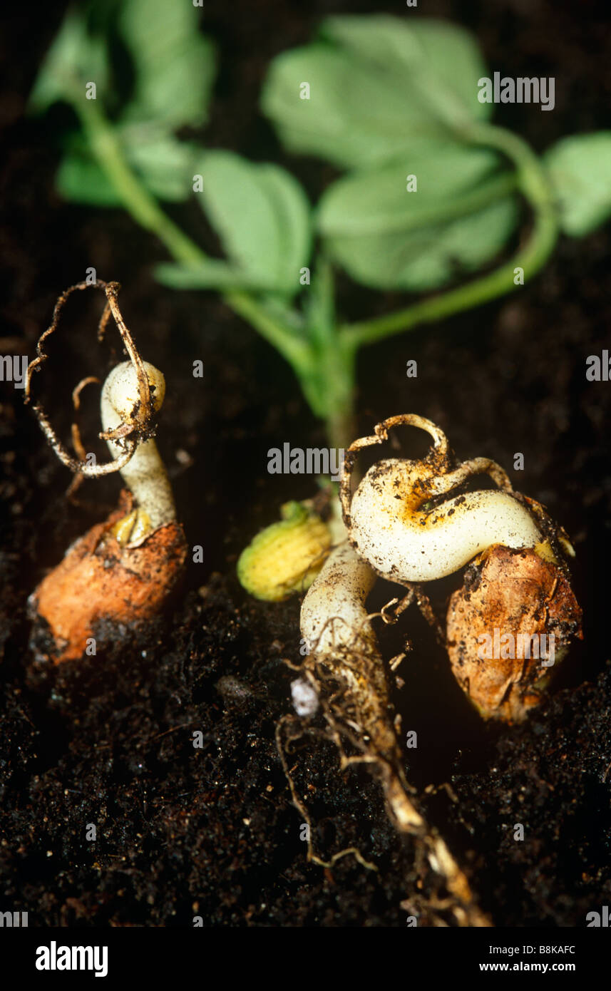 Peanut root hi-res stock photography and images - Alamy