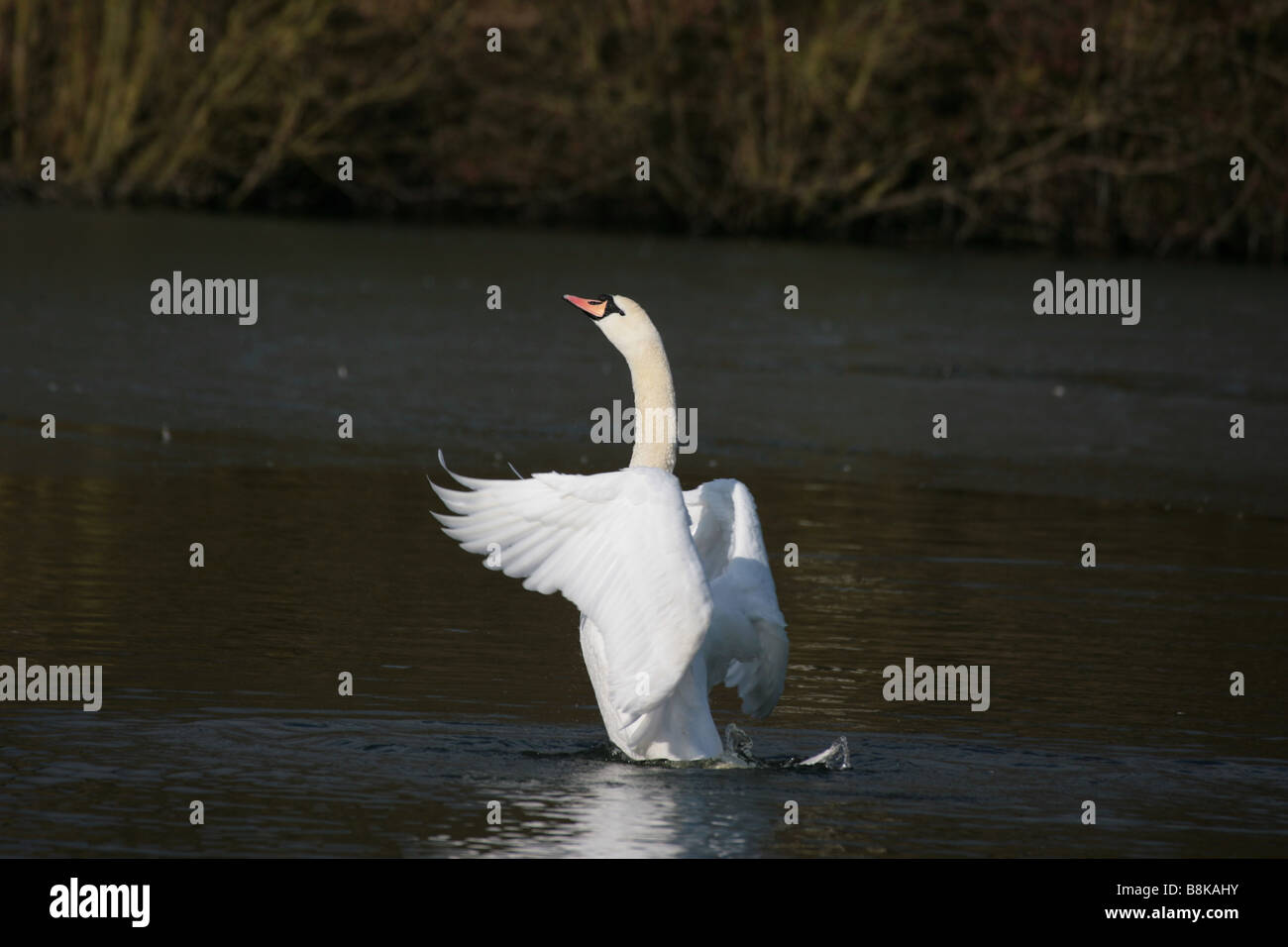 Mute swan flapping its wings Stock Photo - Alamy