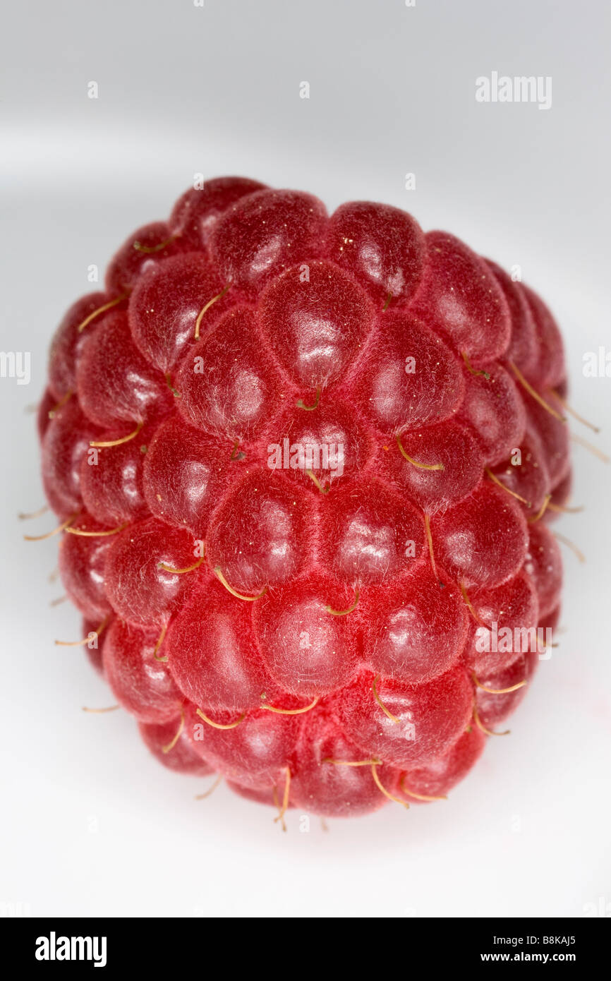 Single raspberry hi-res stock photography and images - Alamy