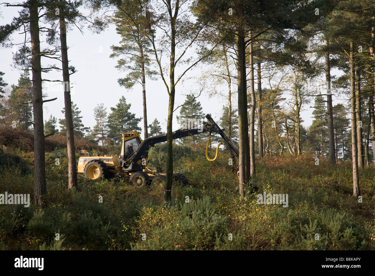 Machine forest forestry work trees heathland blackdown hi-res stock ...