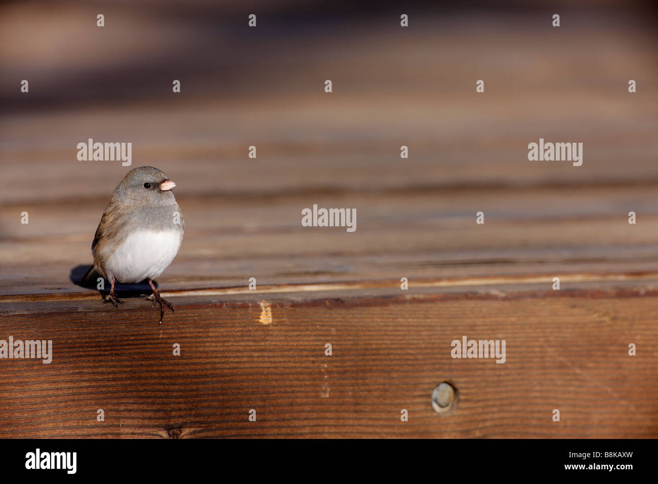 Dark eyed Junco Junco hyemalis hyemalis Slate colored subspecies female ...
