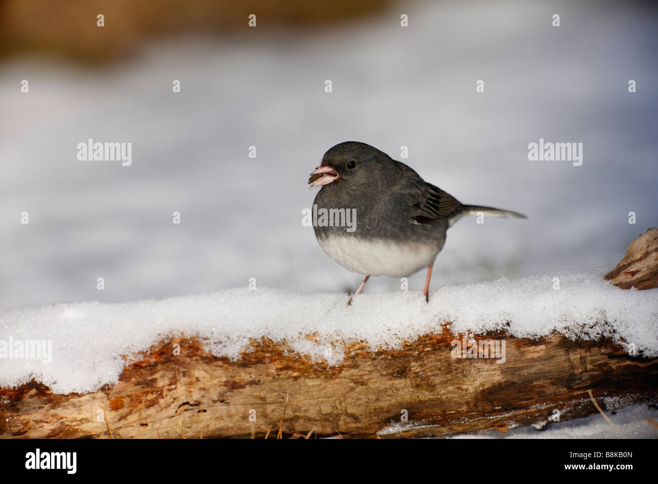 Dark eyed Junco Junco hyemalis hyemalis Slate colored subspecies male ...