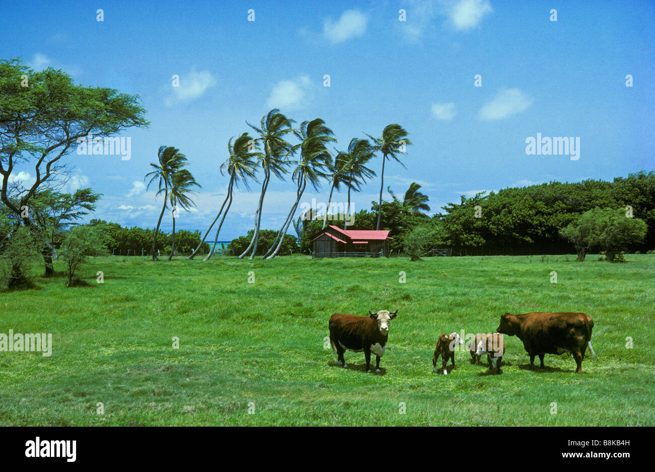Cattle ranching hawaii hi-res stock photography and images - Alamy