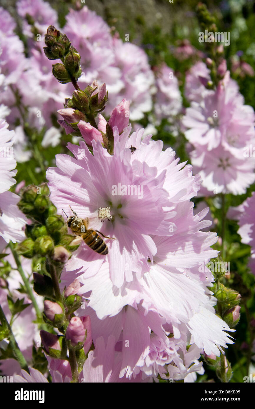 Mallow (Sidalcea malviflora) growing in wales, with a honey bee Stock ...