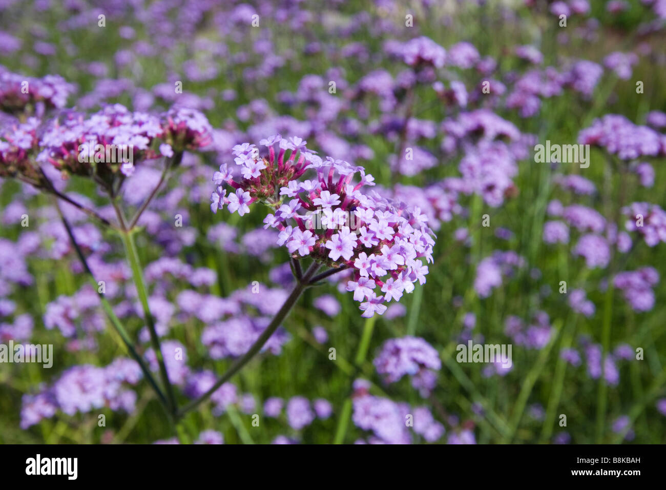 Verbena bonariensis hi-res stock photography and images - Alamy