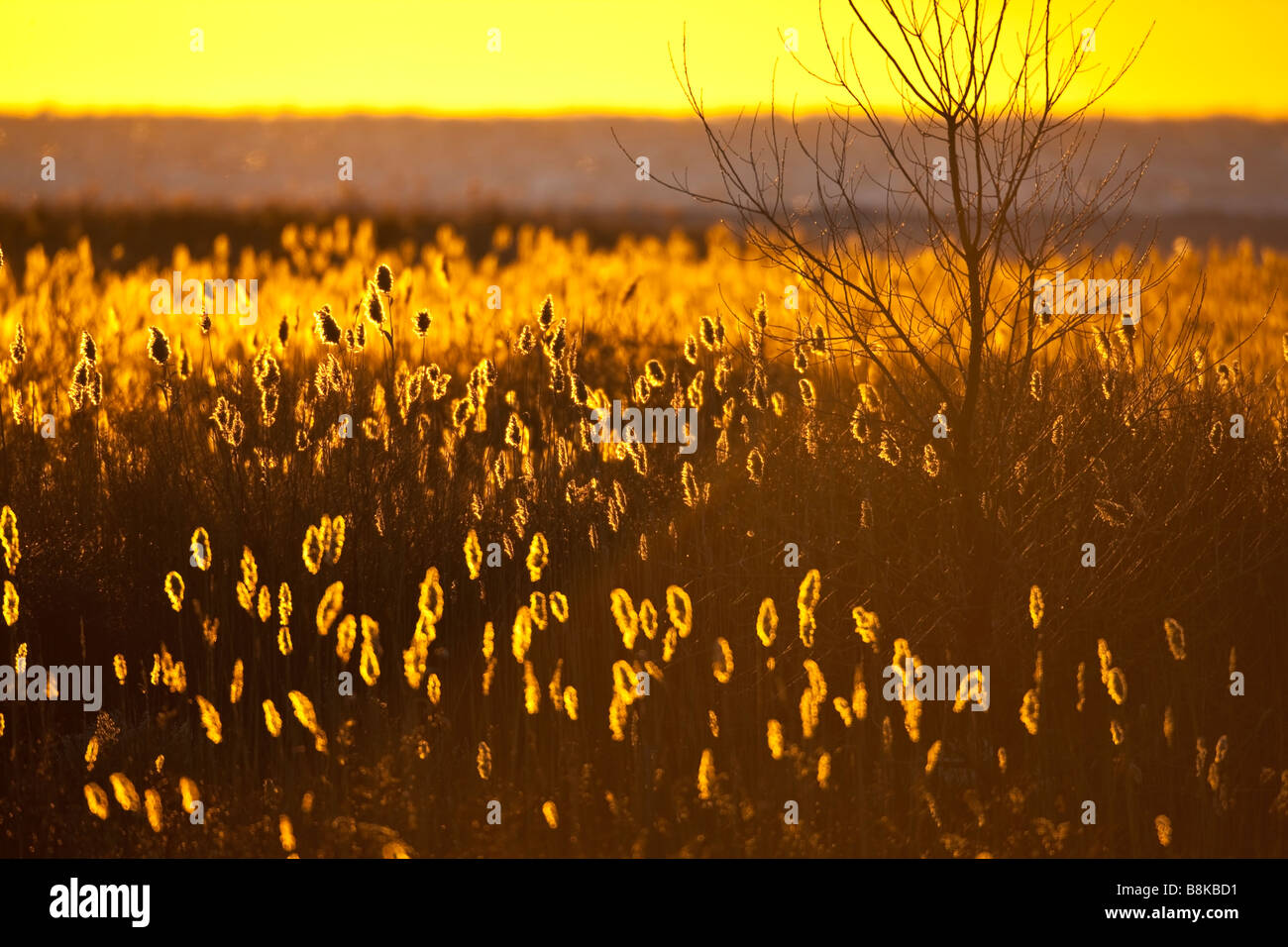 Sunrise backlighting Common Reeds Phragmites australis and a tree with ...