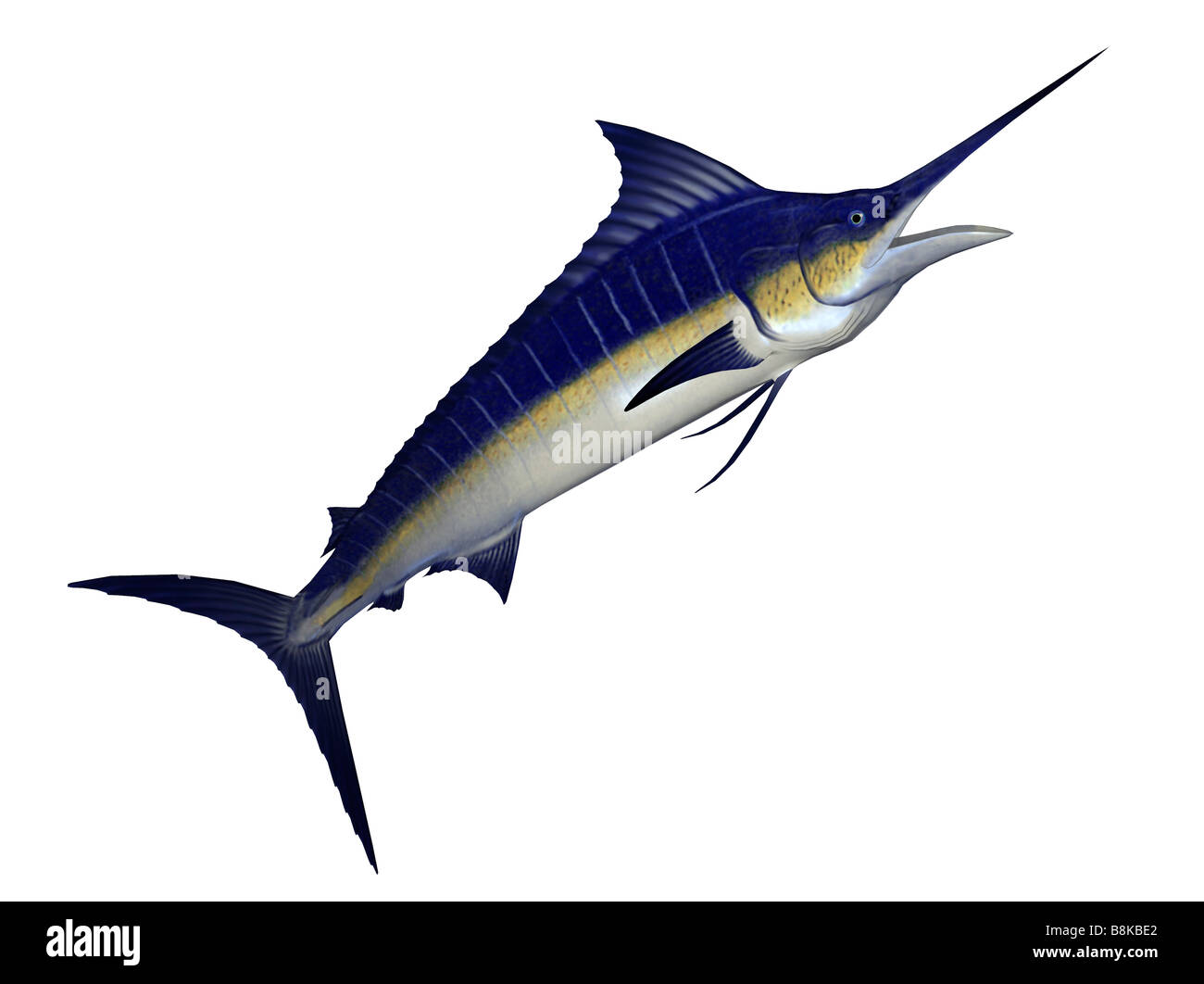 illustration of marlin fish isolated on white background Stock Photo ...