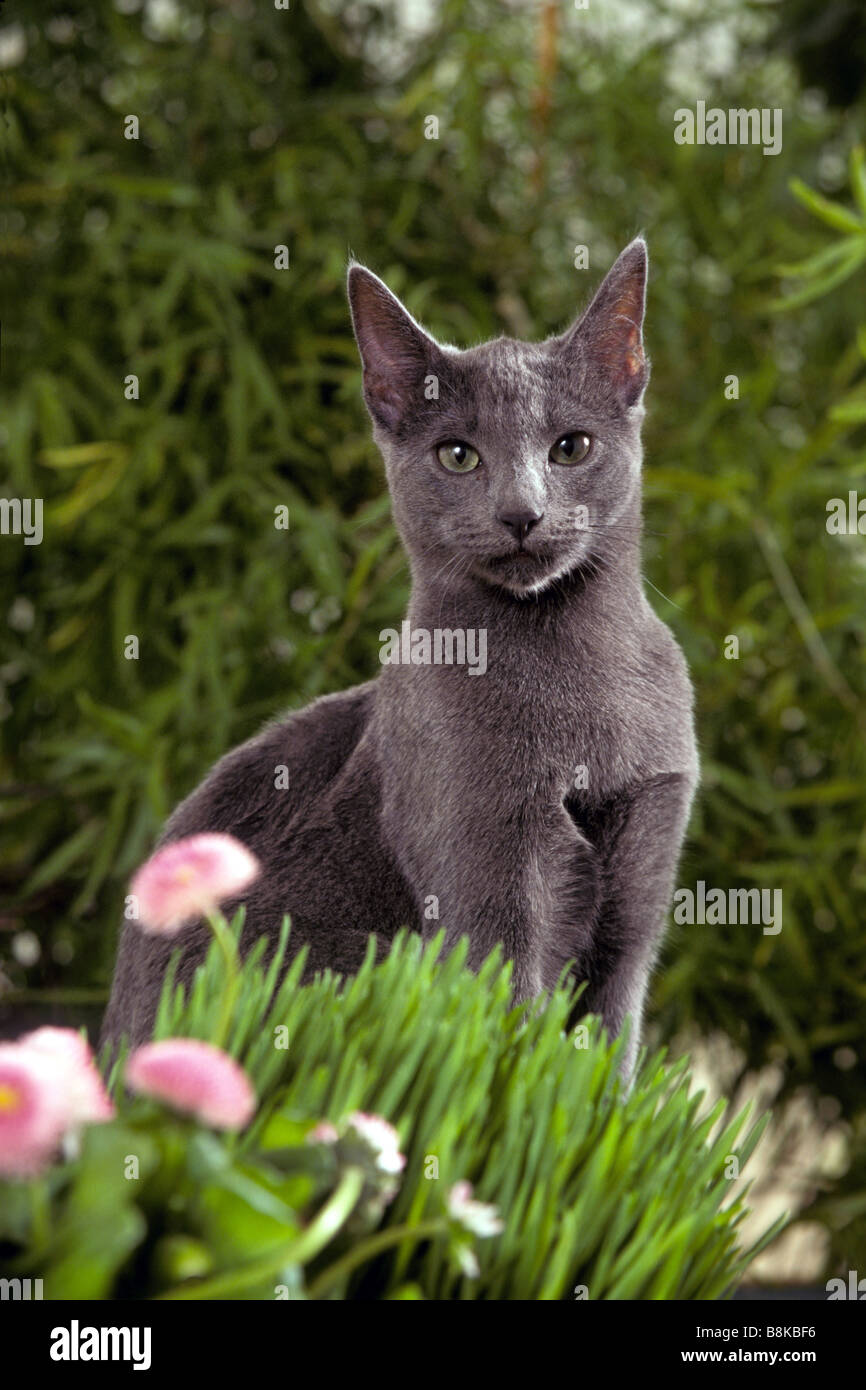 Russian blue cat hi-res stock photography and images - Alamy
