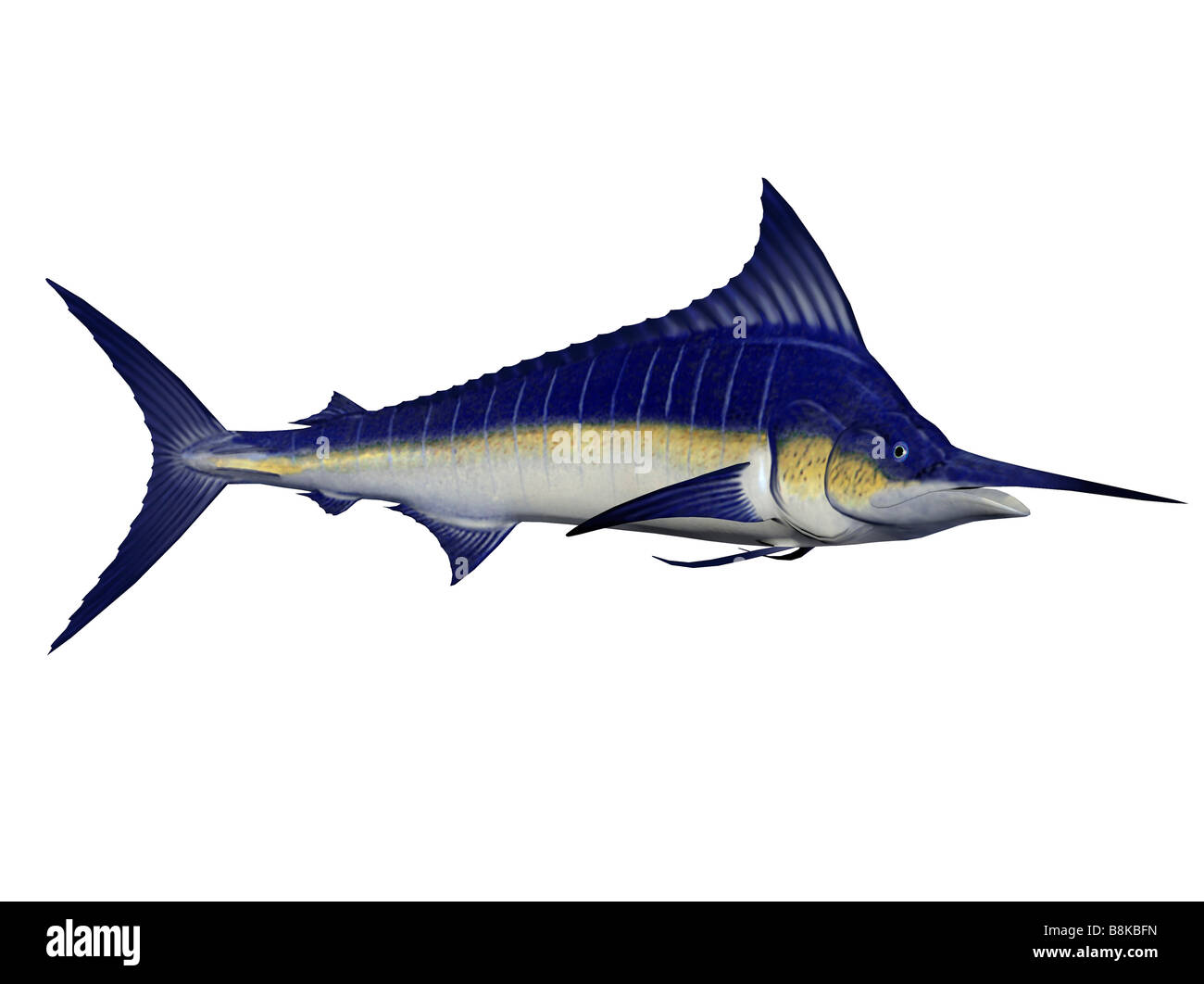 illustration of marlin fish isolated on white background Stock Photo ...