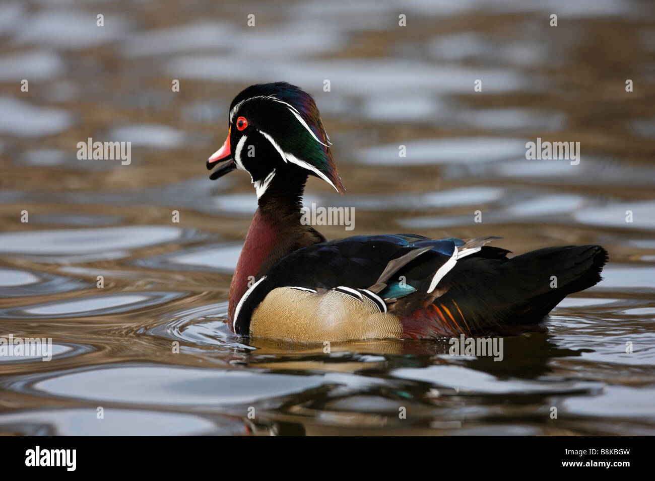 Wood Duck Aix sponsa male in perfect breeding plumage swimming on the ...