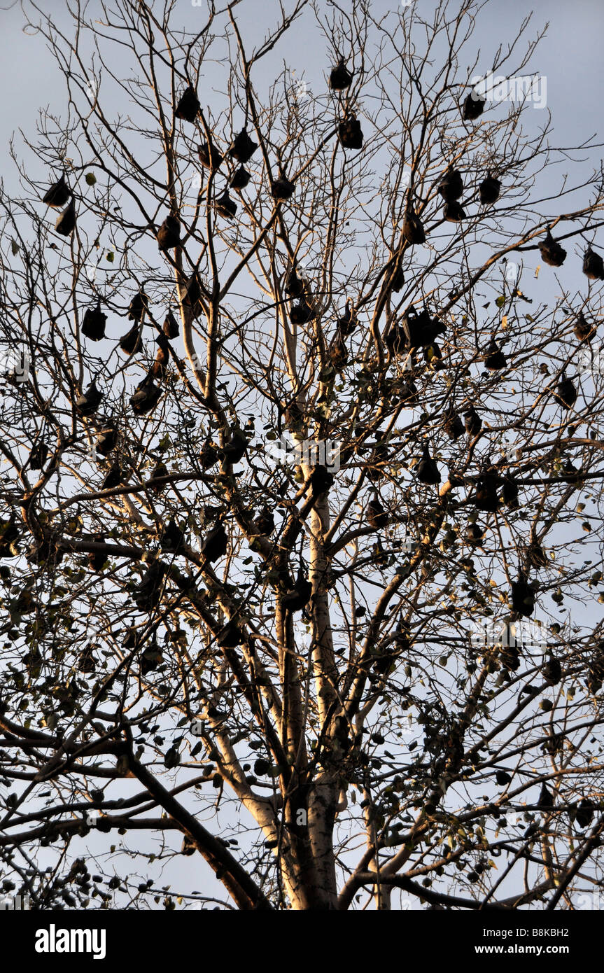 Fly fox on tree Stock Photo - Alamy