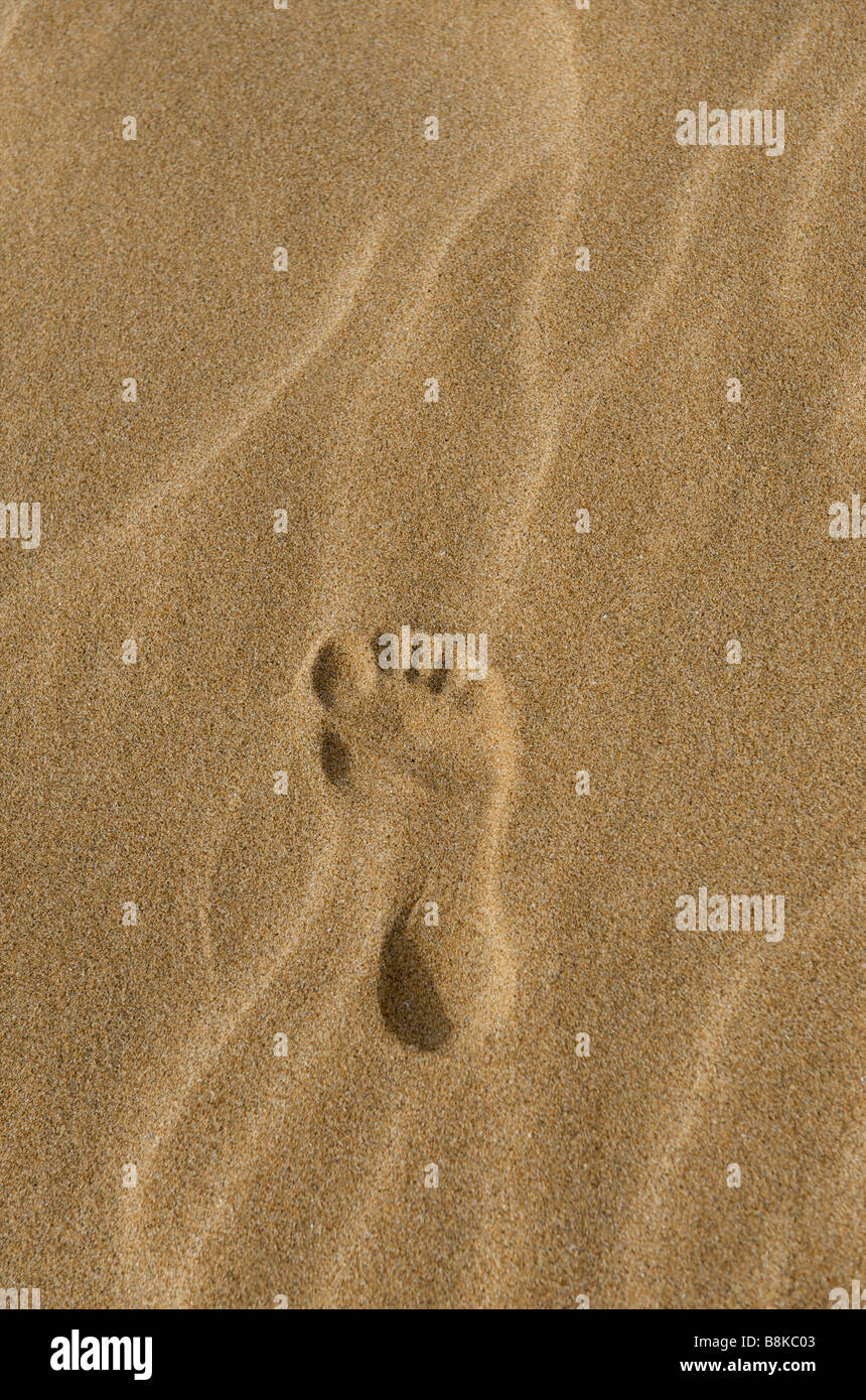 Human in beach sand hi-res stock photography and images - Alamy