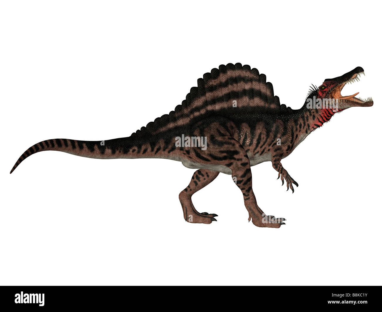 Spinosaurus dinosaur isolated on white background Stock Photo - Alamy