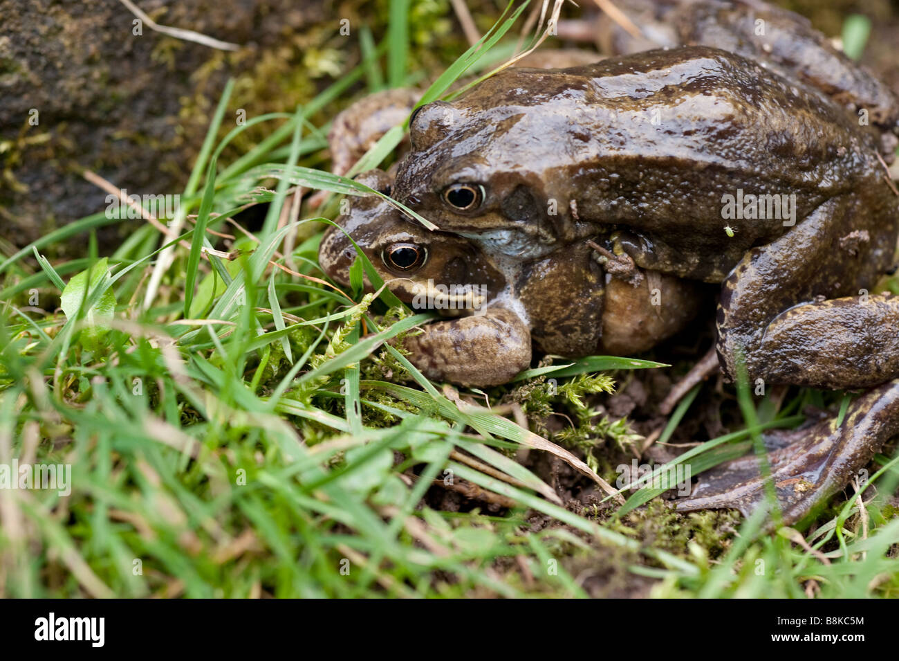 British frogs hi-res stock photography and images - Alamy