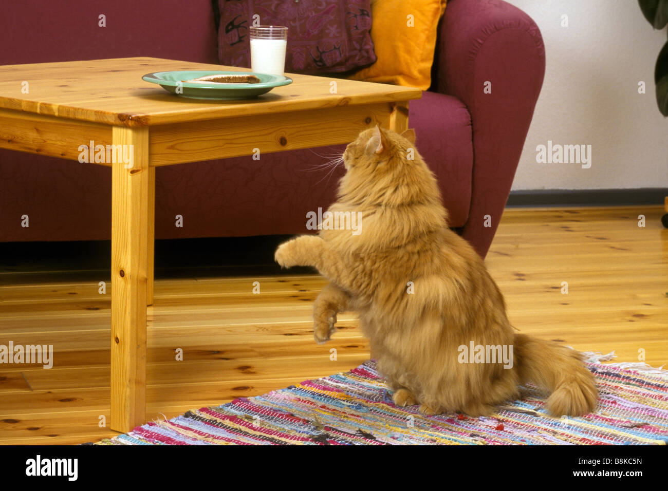 Domestic cat nibbling table hi-res stock photography and images - Alamy