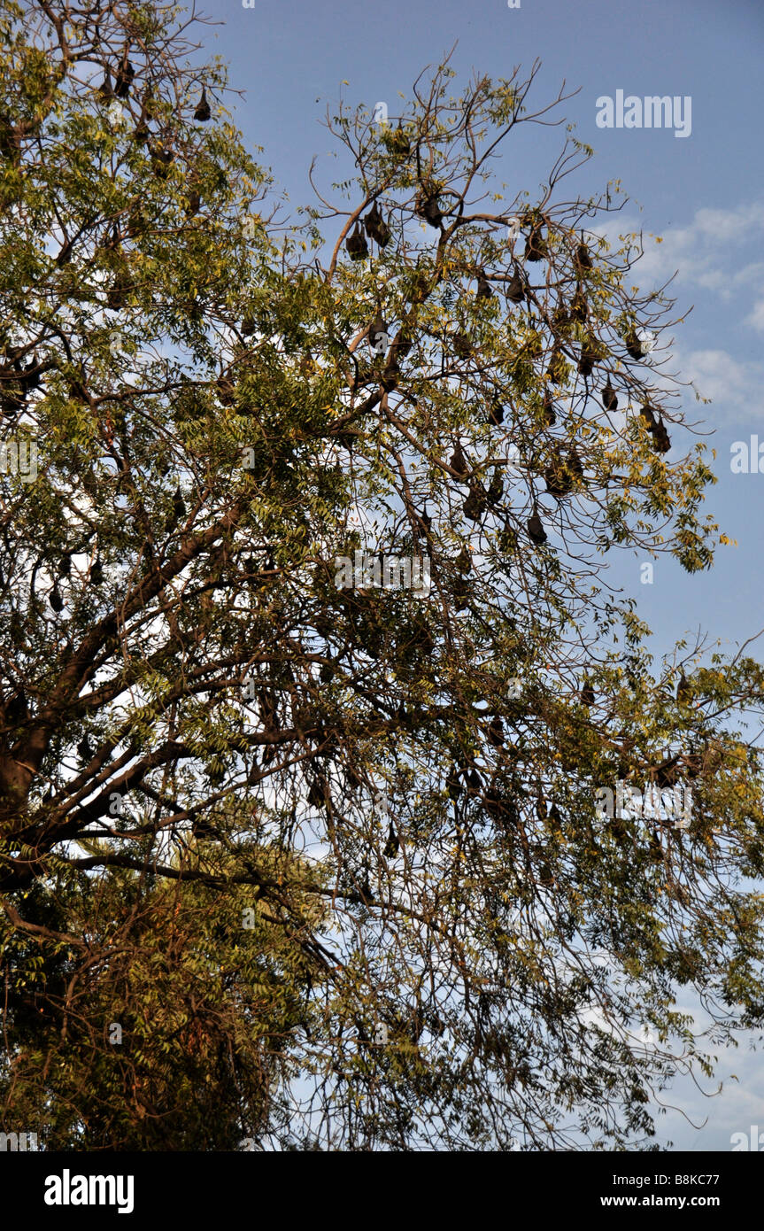 Flying foxes in a tree hi-res stock photography and images - Alamy
