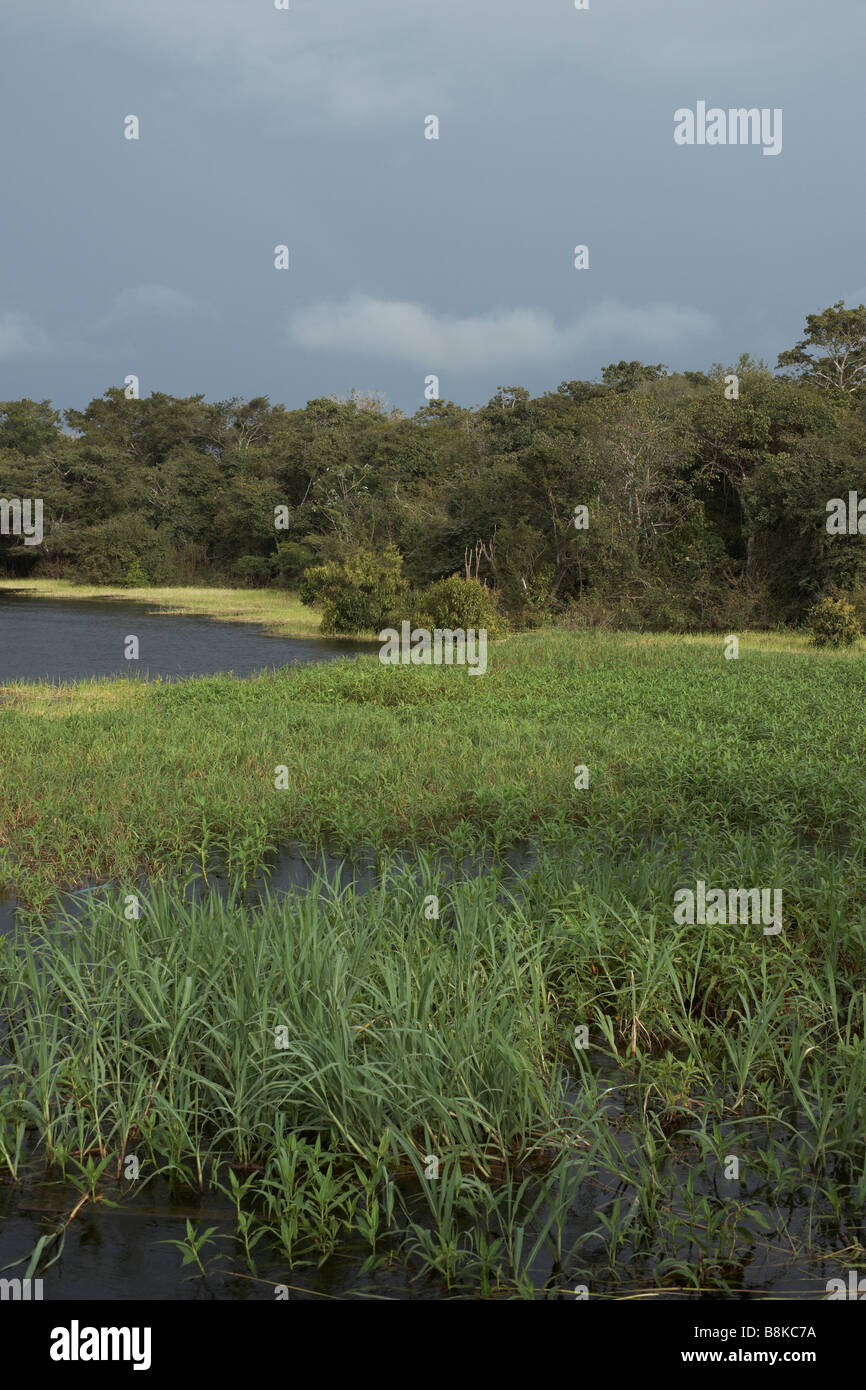 Rio amazonian High Resolution Stock Photography and Images - Alamy