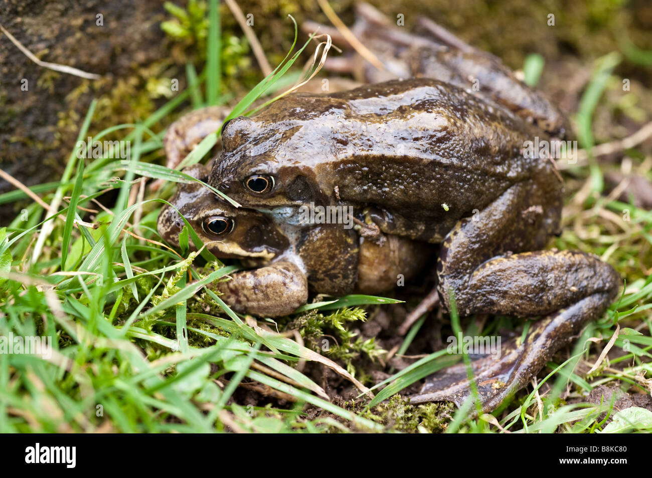 british frogs mating Stock Photo - Alamy