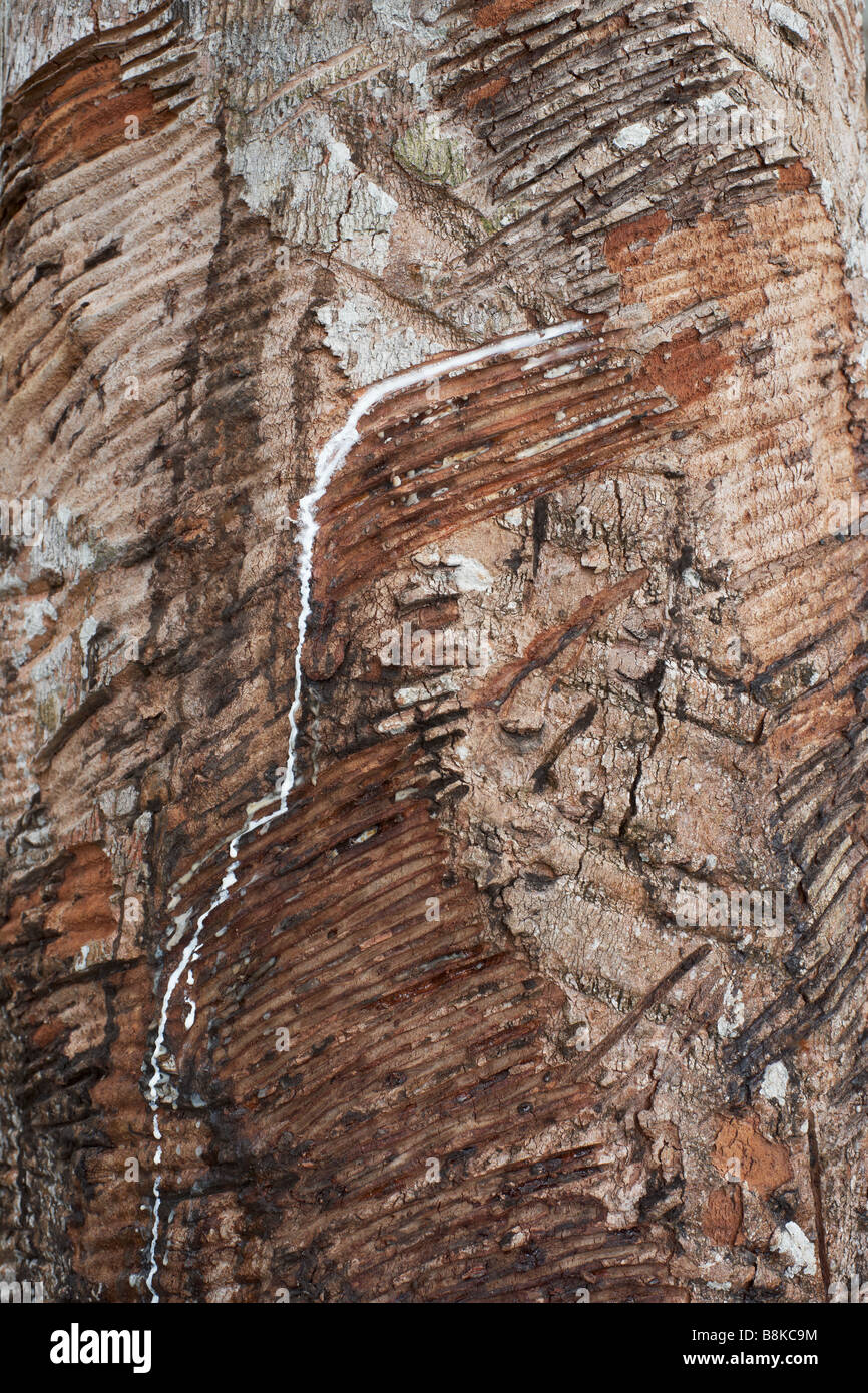 Brazilian Rubber Tree Hevea Brasiliensis High Resolution Stock ...