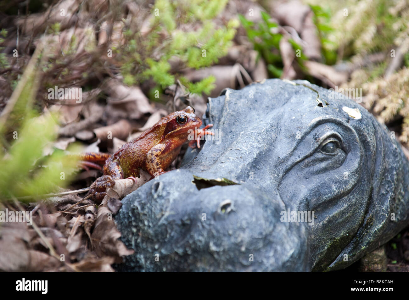 Garden Frog Rana Temporia on hippopotamus Stock Photo - Alamy