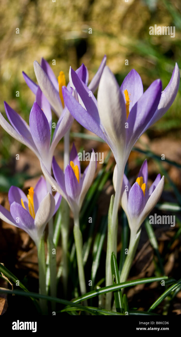 Crocuss spring hi-res stock photography and images - Alamy