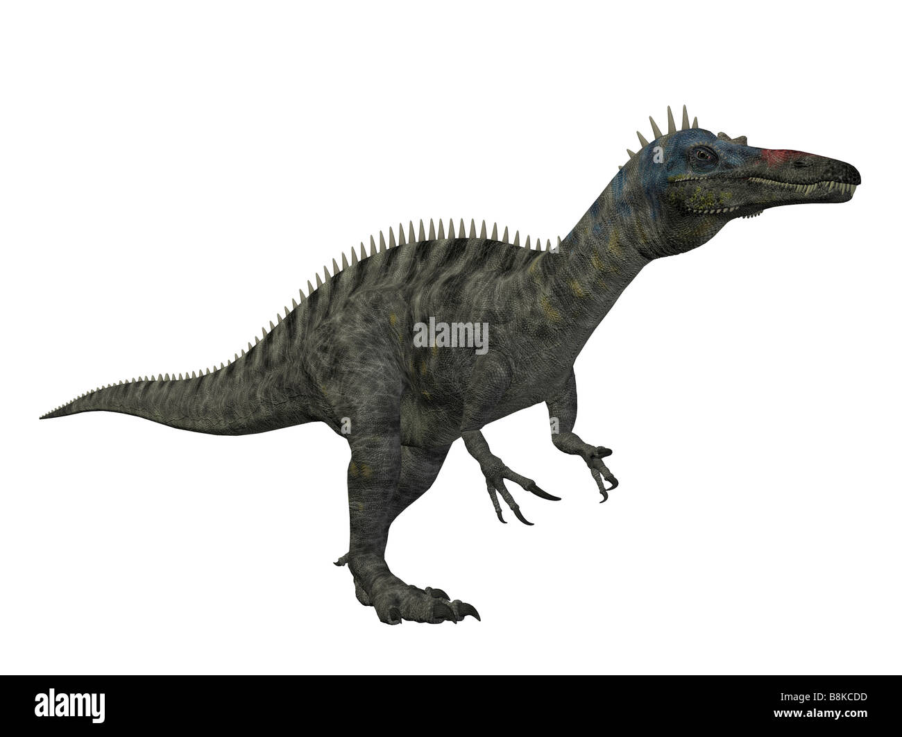 Suchomimus dinosaur dinosaurs extinct Cut Out Stock Images & Pictures ...