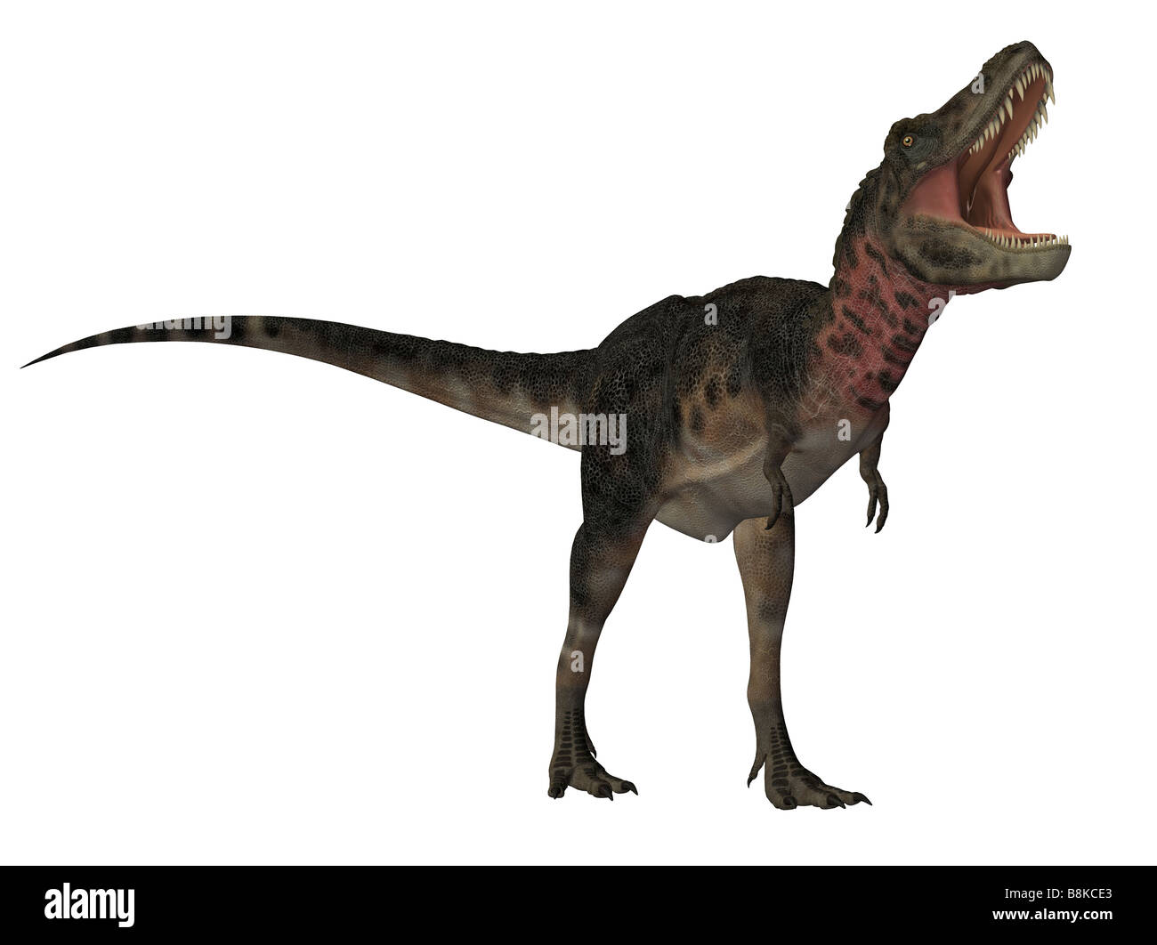 Tarbosaurus dinosaur isolated on white background Stock Photo - Alamy