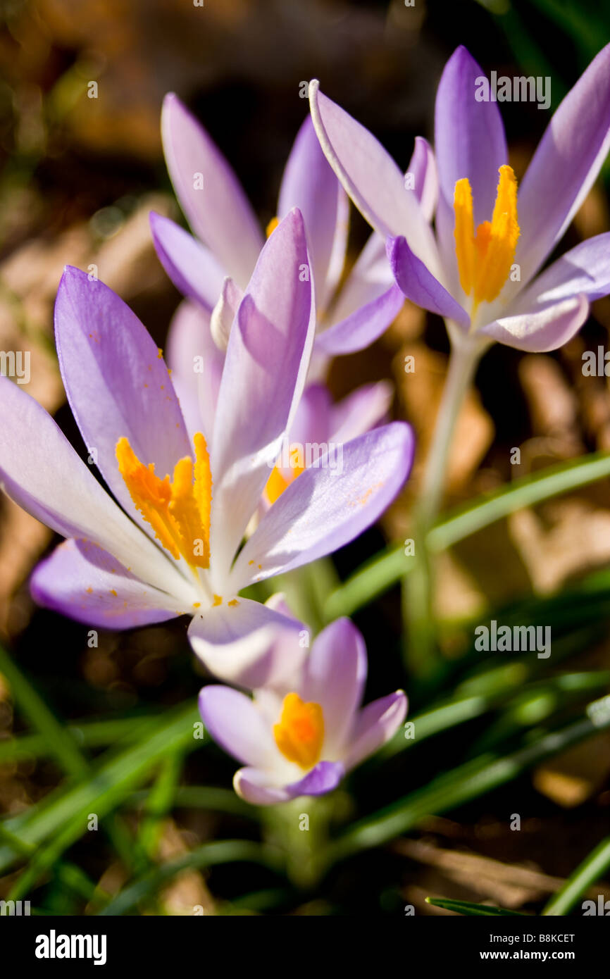 Crocuss hi-res stock photography and images - Alamy
