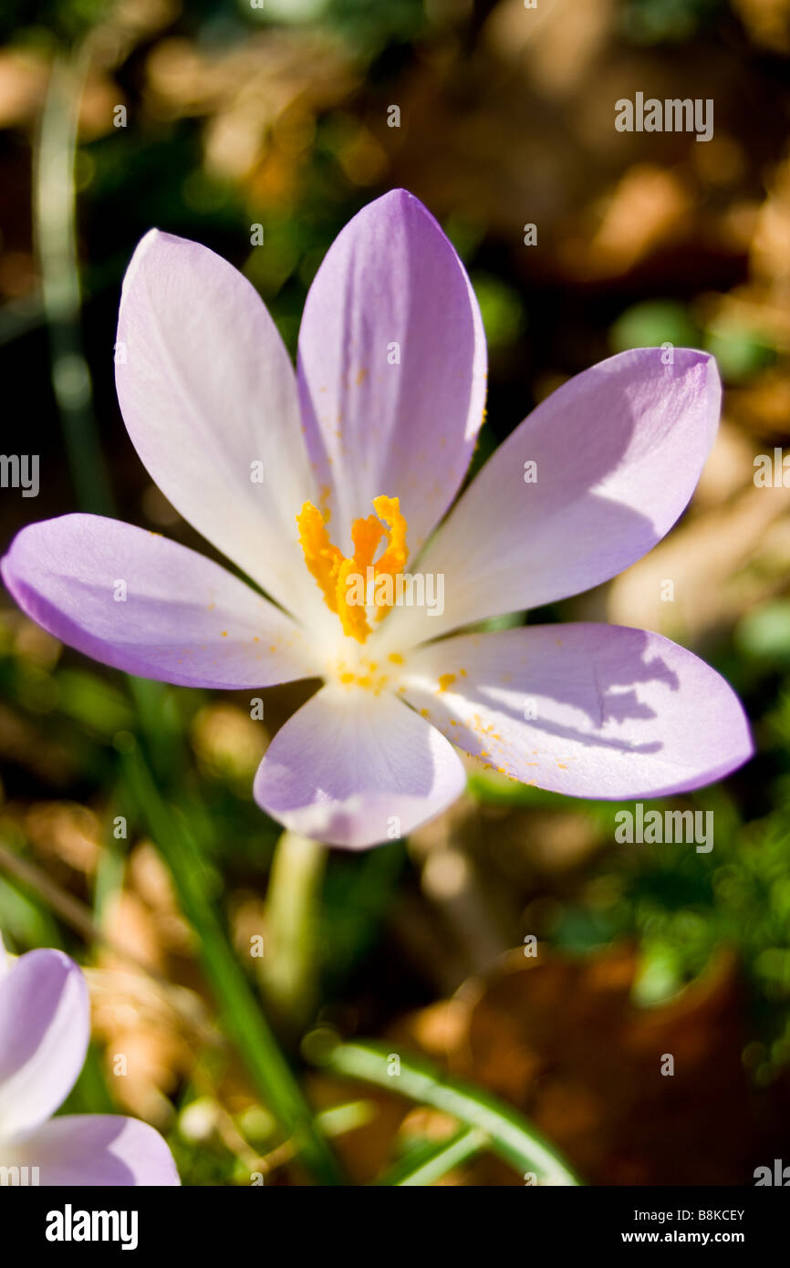 One crocus hi-res stock photography and images - Alamy