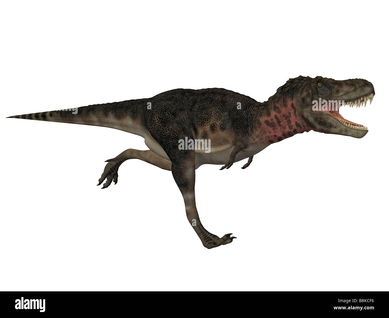 Tarbosaurus dinosaur isolated on white background Stock Photo - Alamy