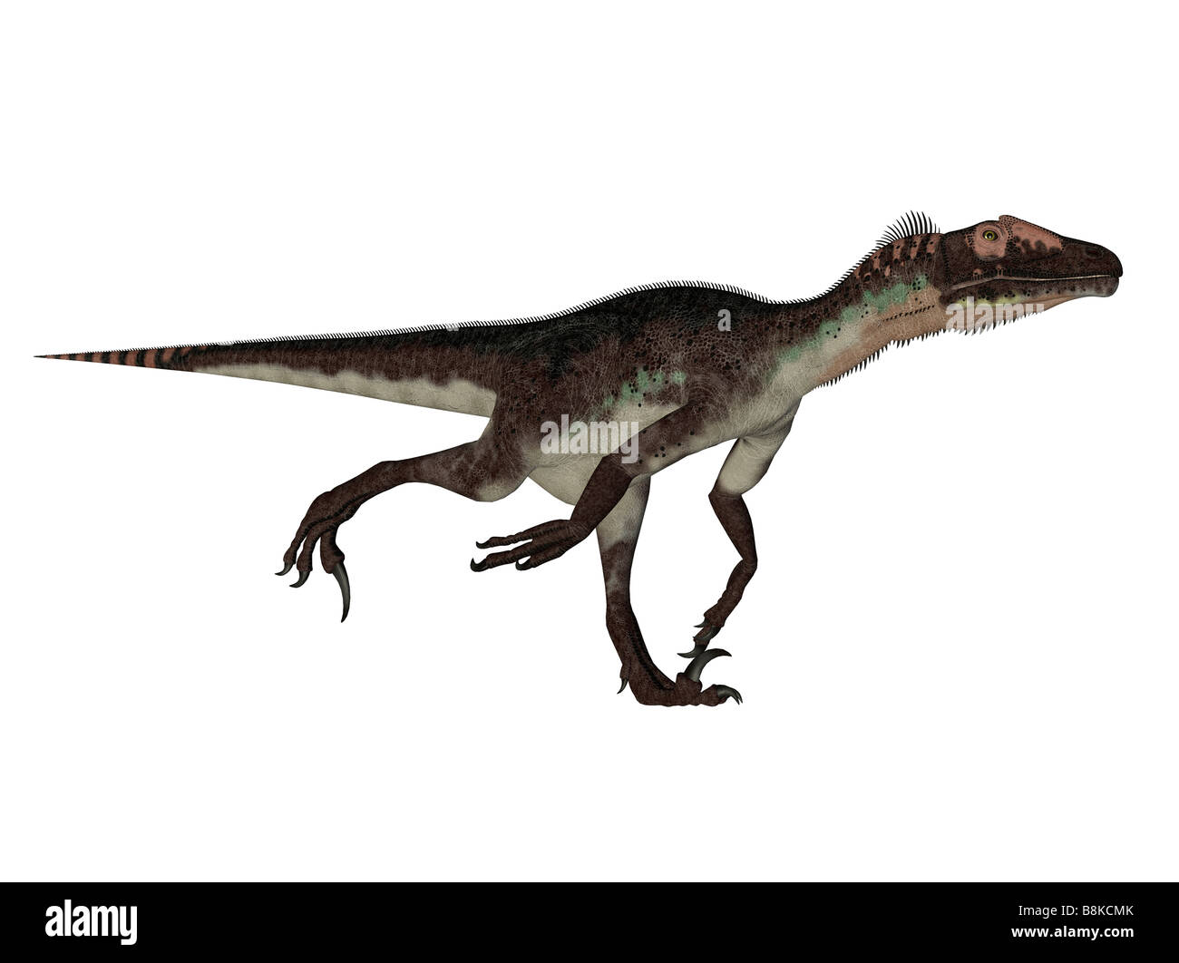 utahraptor dinosaur isolated on white background Stock Photo - Alamy