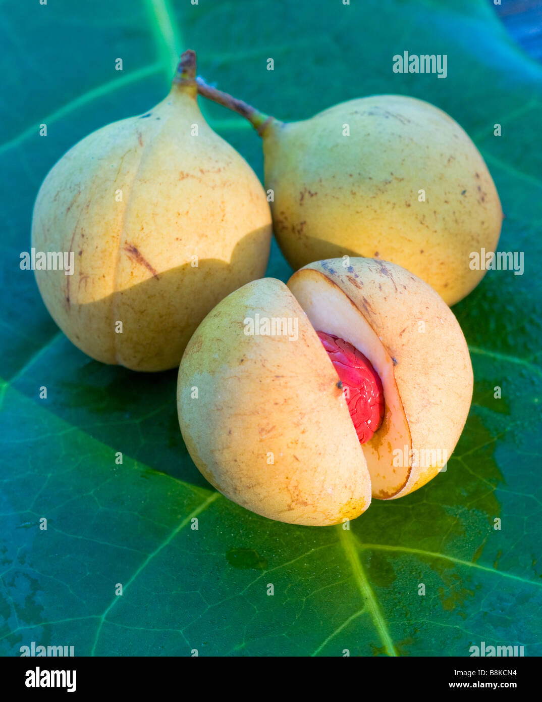 Of nutmeg hi-res stock photography and images - Alamy