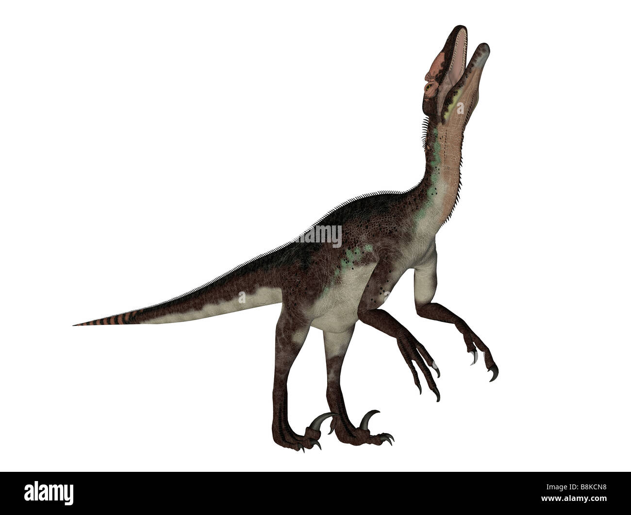 utahraptor dinosaur isolated on white background Stock Photo - Alamy