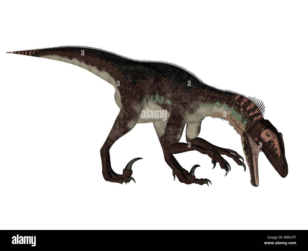 Utahraptor isolated hi-res stock photography and images - Alamy