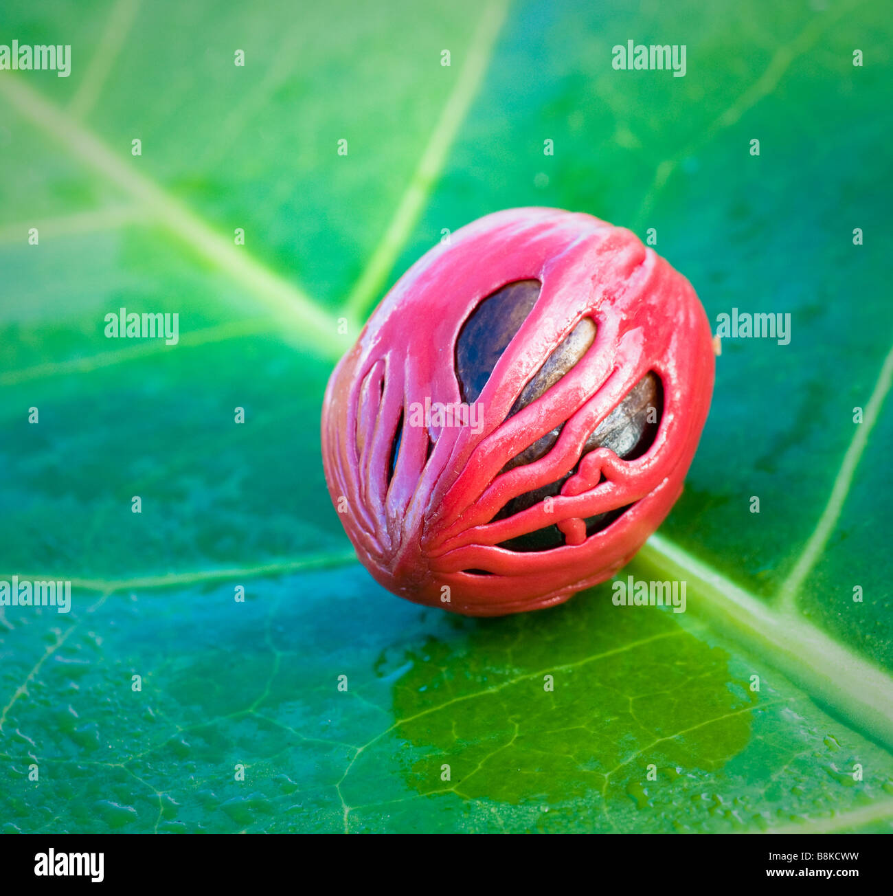 Mace nut hi-res stock photography and images - Alamy