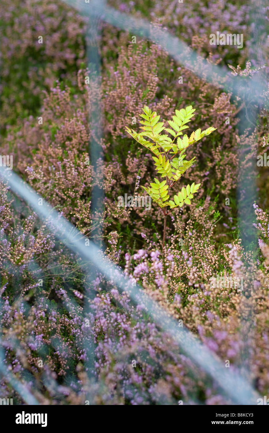 Seedling of a Rowan tree growing on Ling heather moorland, framed by ...