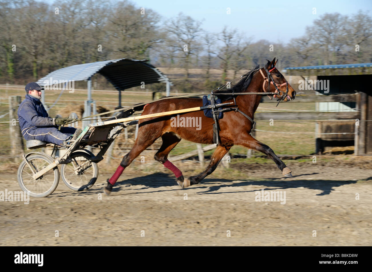 French trotter horse hi-res stock photography and images - Alamy