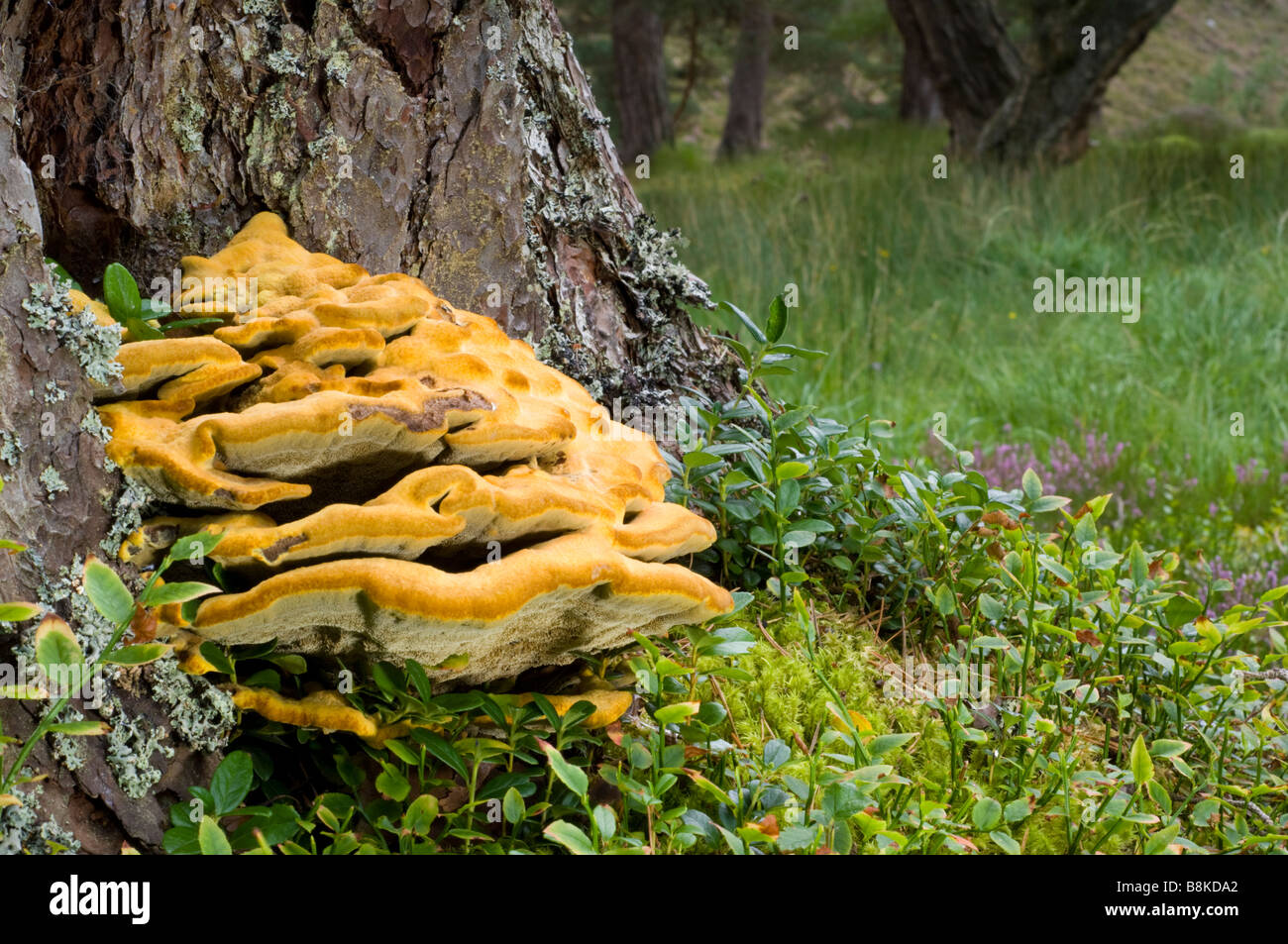 Large Pine Polypore or Pine dye Polypore, Phaeolus Schweinitzii, fungus ...