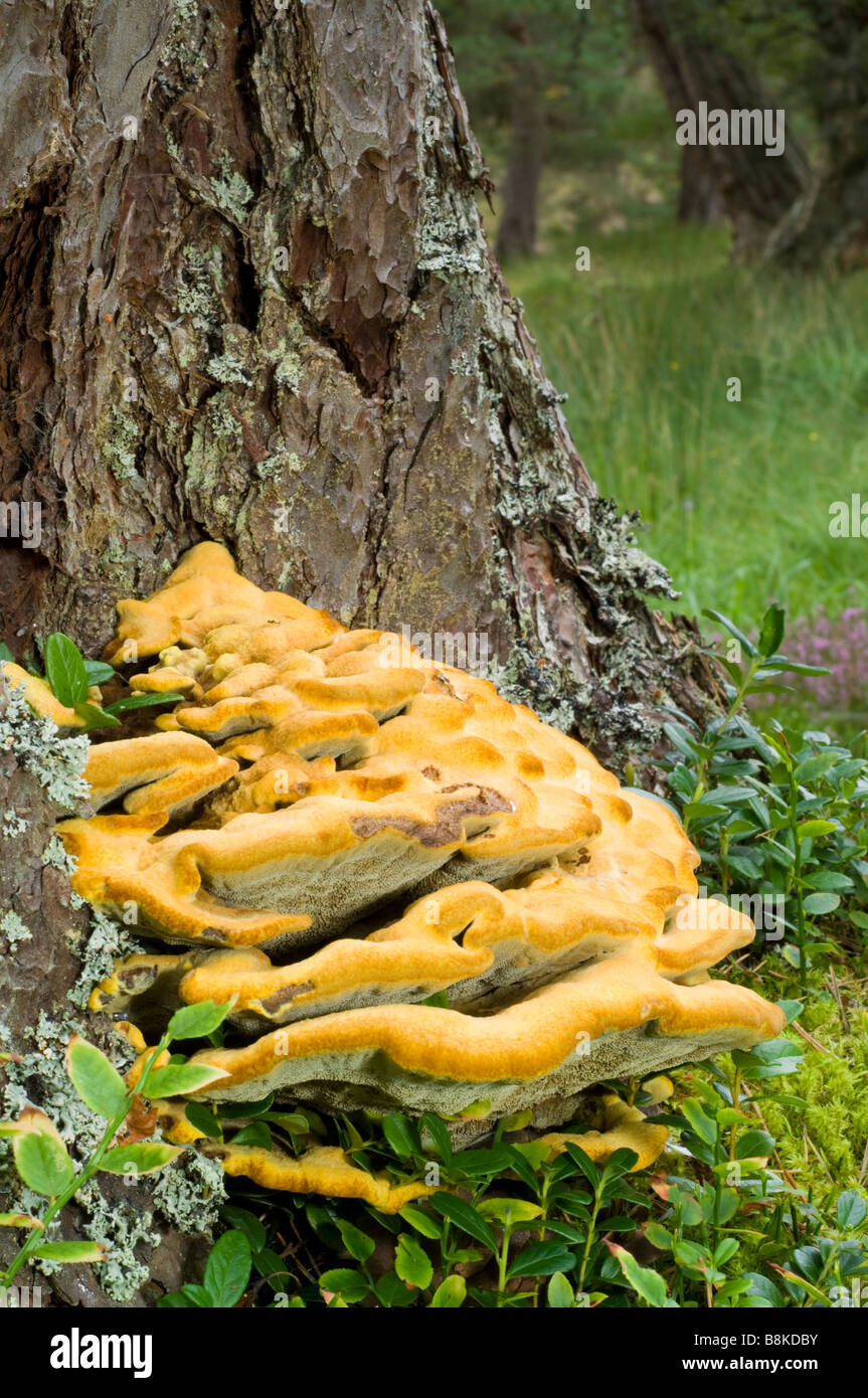 Large Pine Polypore or Pine dye Polypore, Phaeolus Schweinitzii, fungus ...