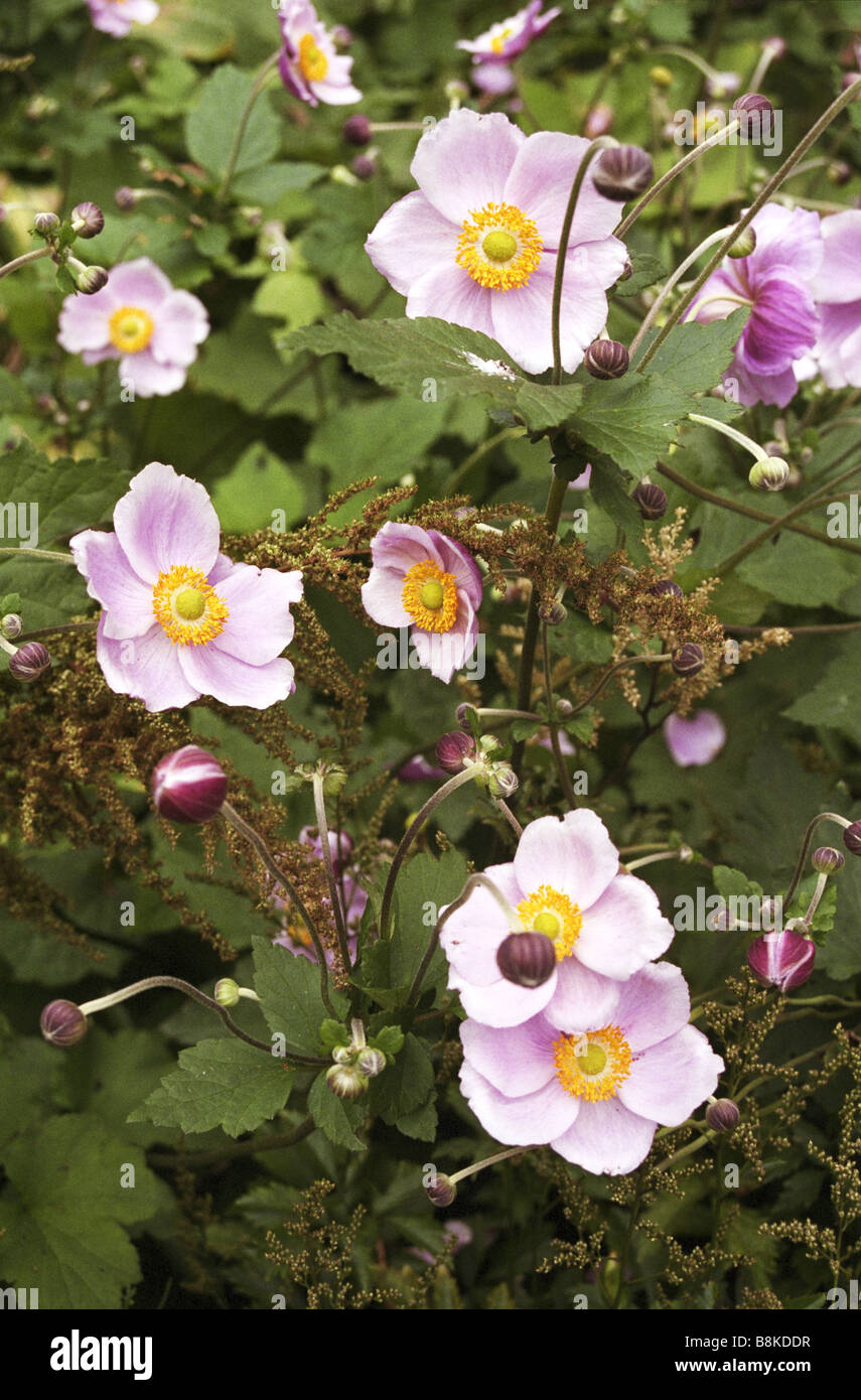 Anemonies hi-res stock photography and images - Alamy