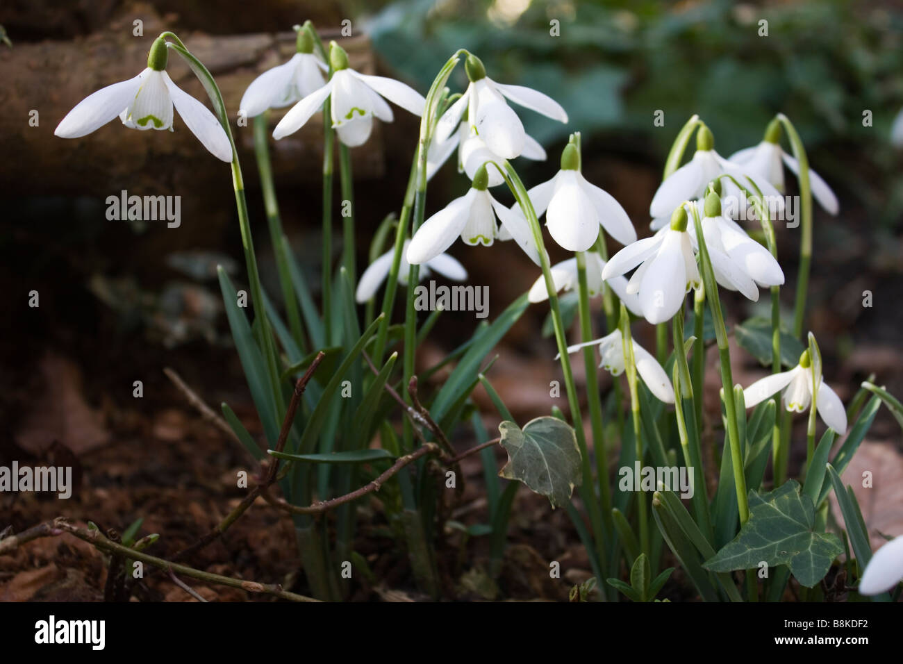 Snowdrops galanthus arnott hi-res stock photography and images - Alamy
