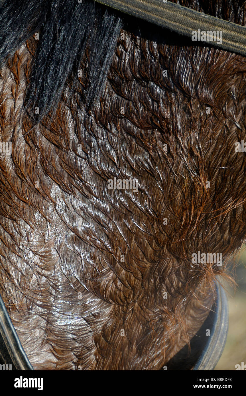 Sweaty horse close up hi-res stock photography and images - Alamy