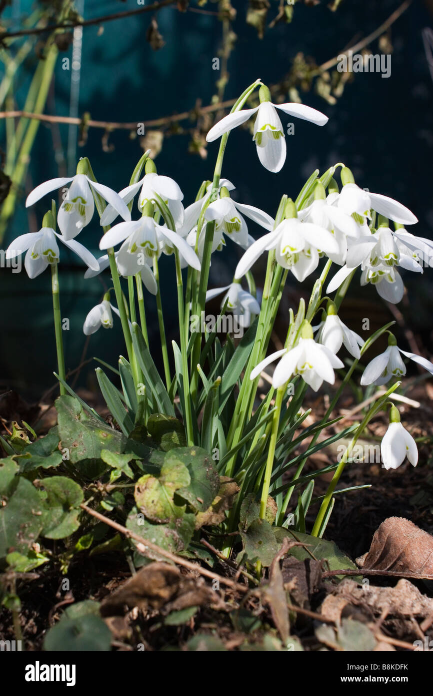 Snowdrops galanthus arnott hi-res stock photography and images - Alamy