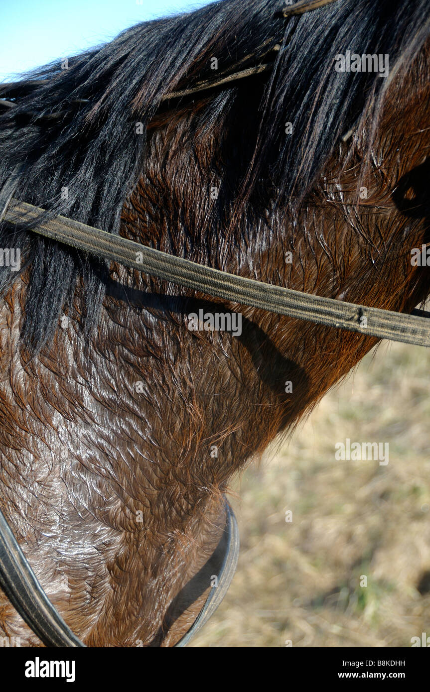 Sweaty Cartoon Horse