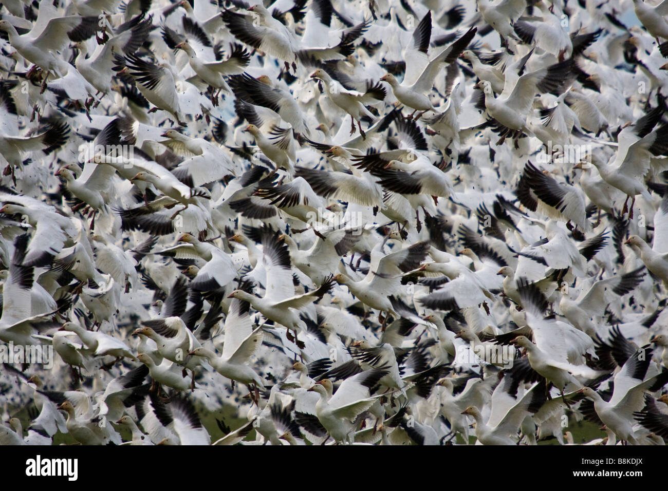 Skagit river fowl hi-res stock photography and images - Alamy